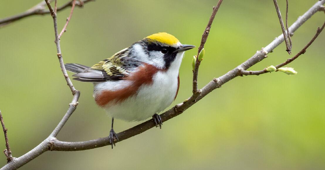 chestnut sided warbler