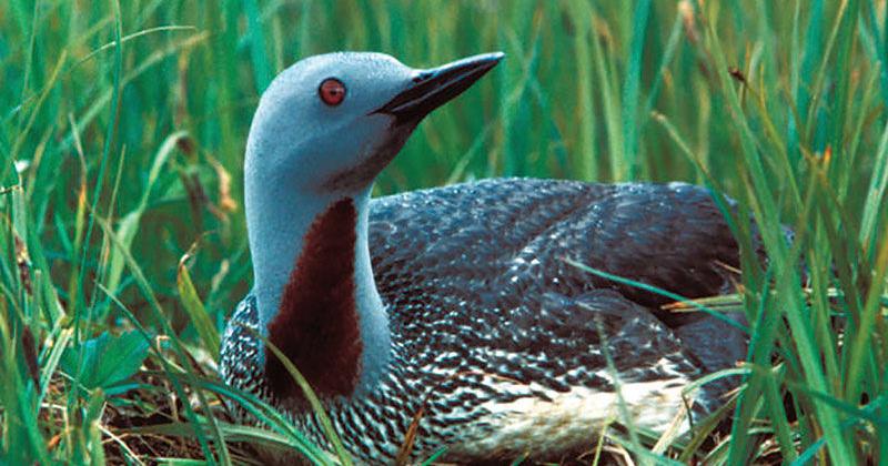 Chesapeake’s winter visitors include a couple of loons | Bay Naturalist ...