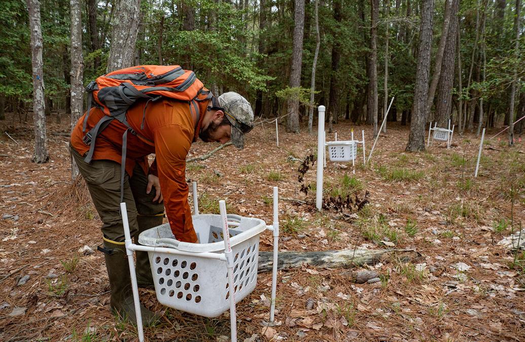 As ‘ghost forests’ multiply in Chesapeake Bay region, answers lag ...