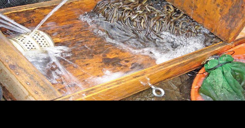 Getting a handle on slippery eel’s population can help Bay’s | Bay ...