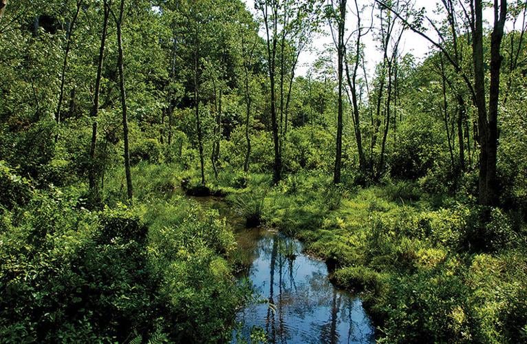 Forests’ hidden wetlands work for wildlife, water quality | Bay ...