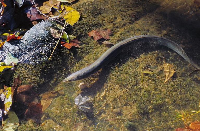 Patawomeck tribe member continues eel pot tradition | Wildlife ...