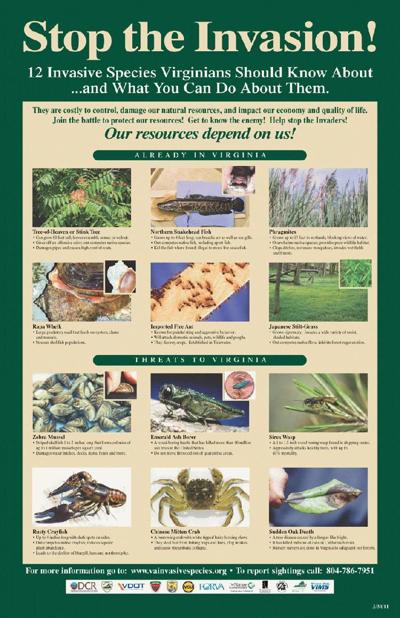Poster alerts Virginians to invasive species | | bayjournal.com