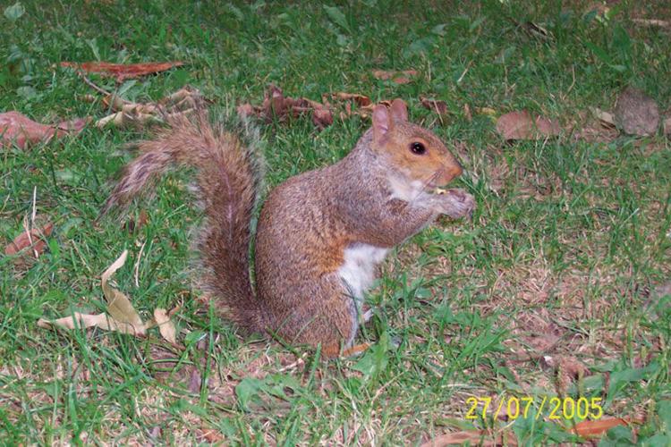 eastern fox squirrel range