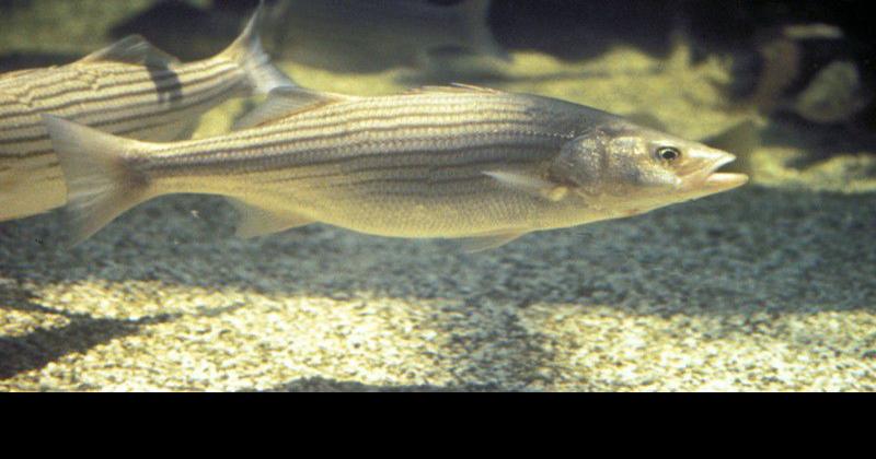MD striped bass spawning lowest on record; dry weather cited ...