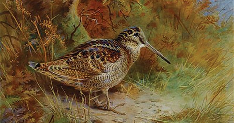 woodcock flying sound