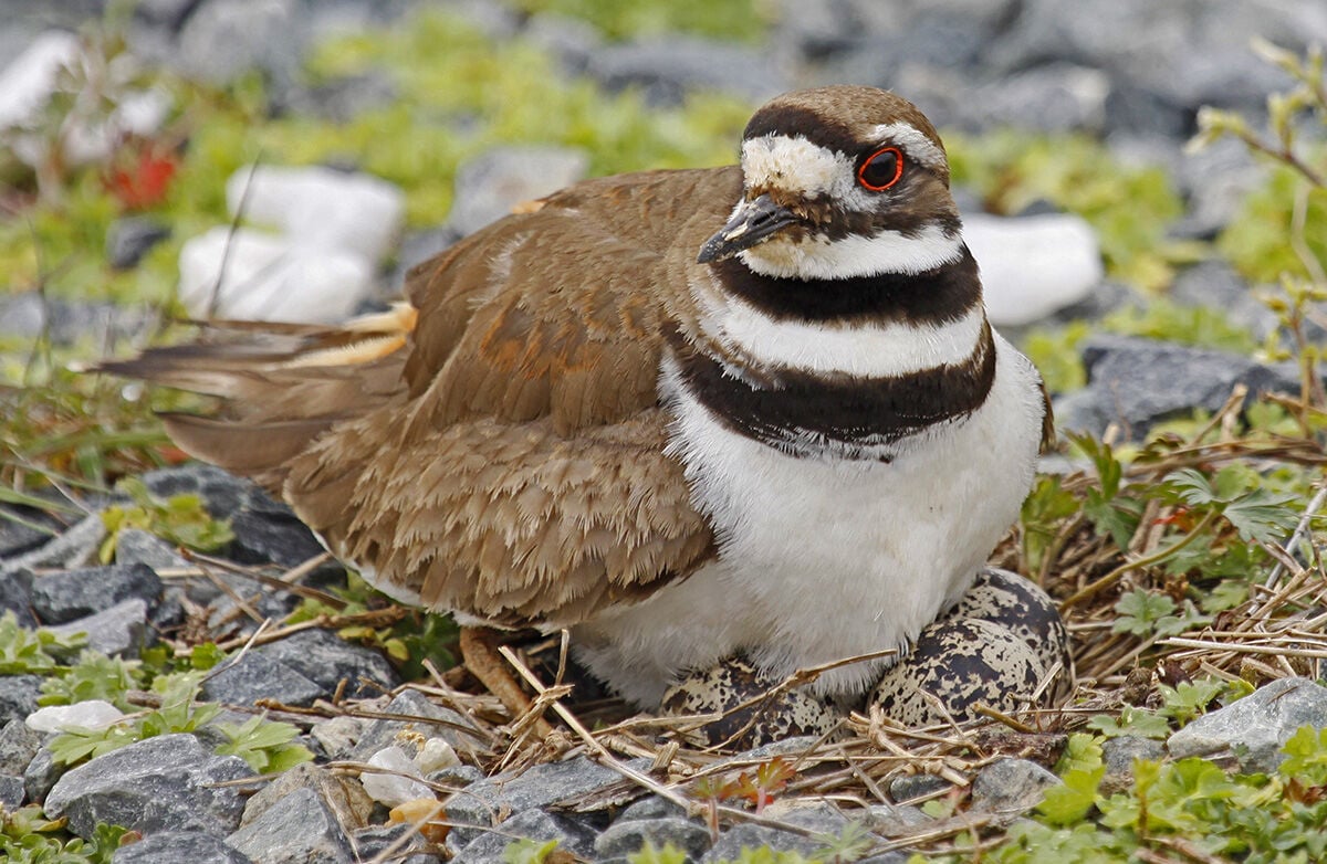‘Broken’ wings and dummy nests: The killdeer has its tricks | On the ...