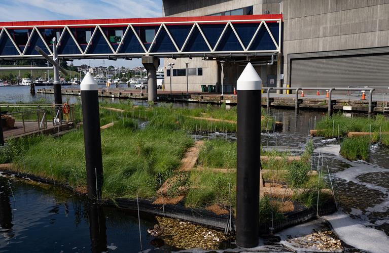 Baltimore harbor gains “floating wetlands” and a hint of its marshy ...