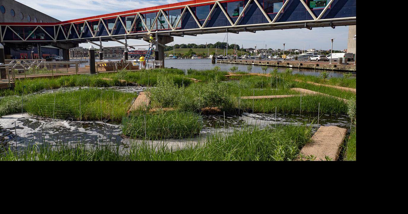 Floating wetlands, National Aquarium | | bayjournal.com