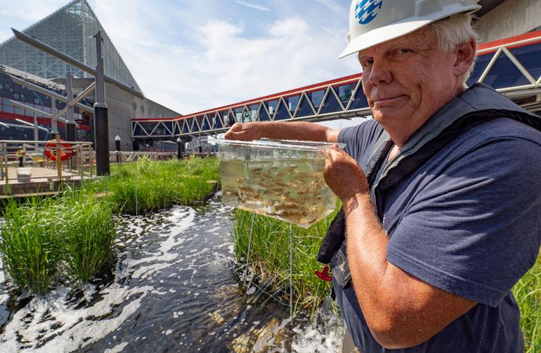 Baltimore harbor gains “floating wetlands” and a hint of its marshy ...