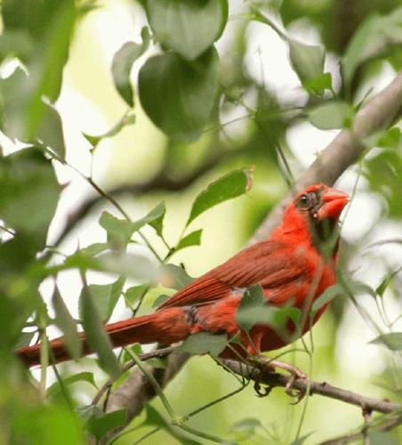 Natural, U.S. history of James River more accessible at Lawrence Lewis ...