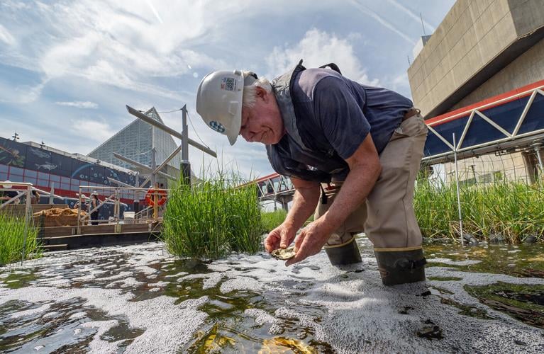 Baltimore harbor gains “floating wetlands” and a hint of its marshy ...