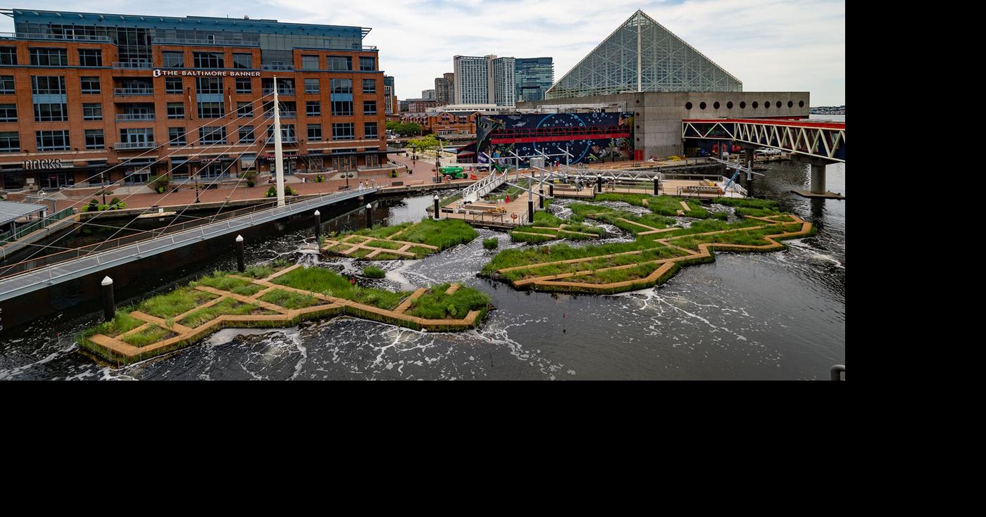 Baltimore harbor gains “floating wetlands” and a hint of its marshy ...
