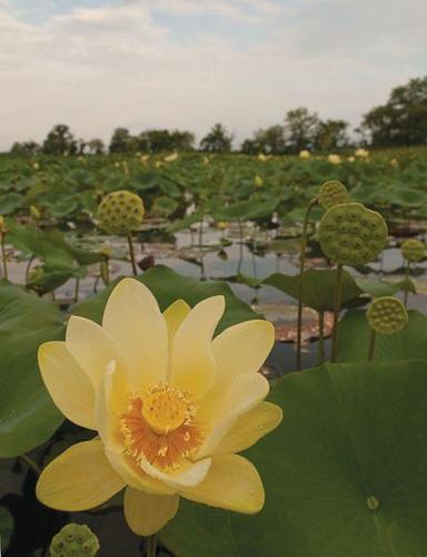 how long does it take for a lotus seed to bloom
