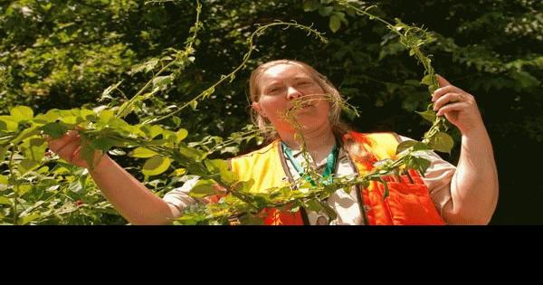 Groups target invaders lest we can't see the forest for the weeds ...