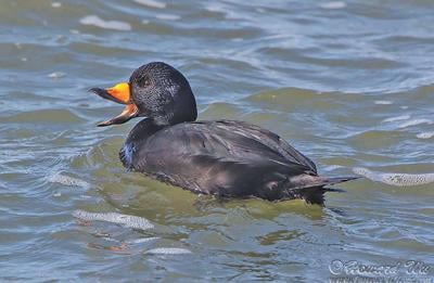 Black scoter’s secretive ways part of this sea duck’s mystique | On the ...