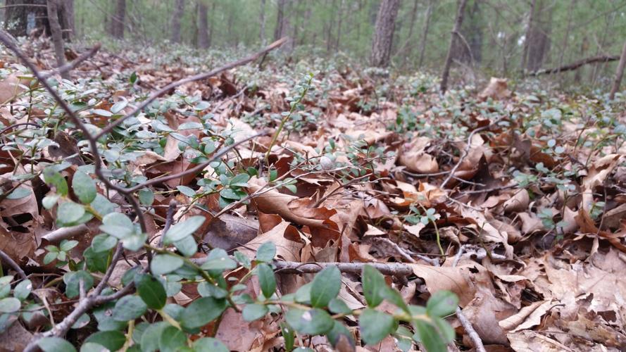 Pennsylvania creates 35 secret sanctuaries to protect rare plants ...