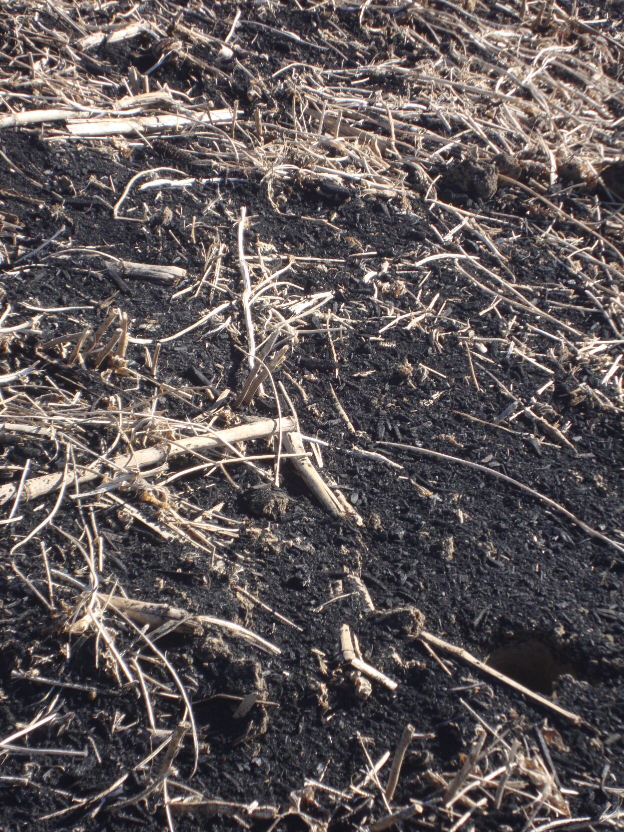 Can the age-old use of biochar help solve modern pollution problems ...