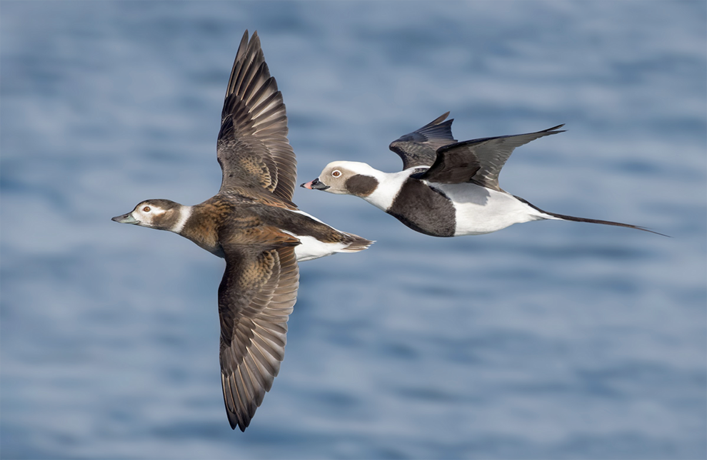 The long-tailed duck, a unique winter visitor from the north | On the ...