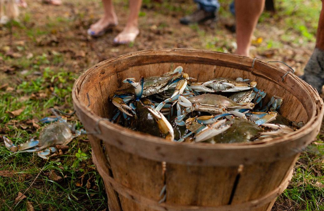 Chesapeake Bay blue crabs hit population low | Fisheries | bayjournal.com