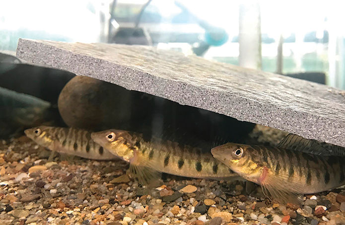 Scientists see early success in breeding effort to help save Chesapeake ...