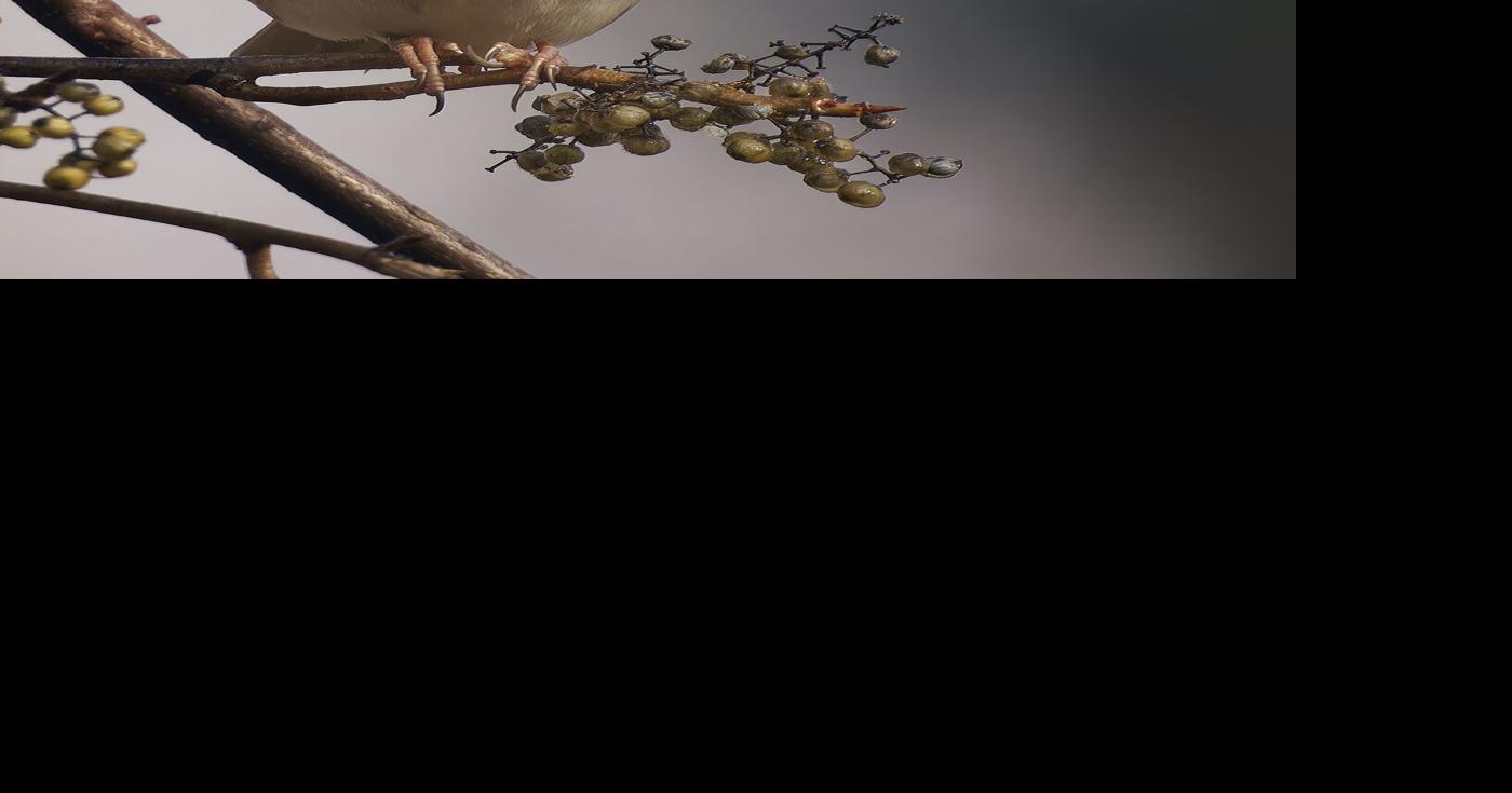 With white-throated sparrows, it’s all about the head stripe | On the ...