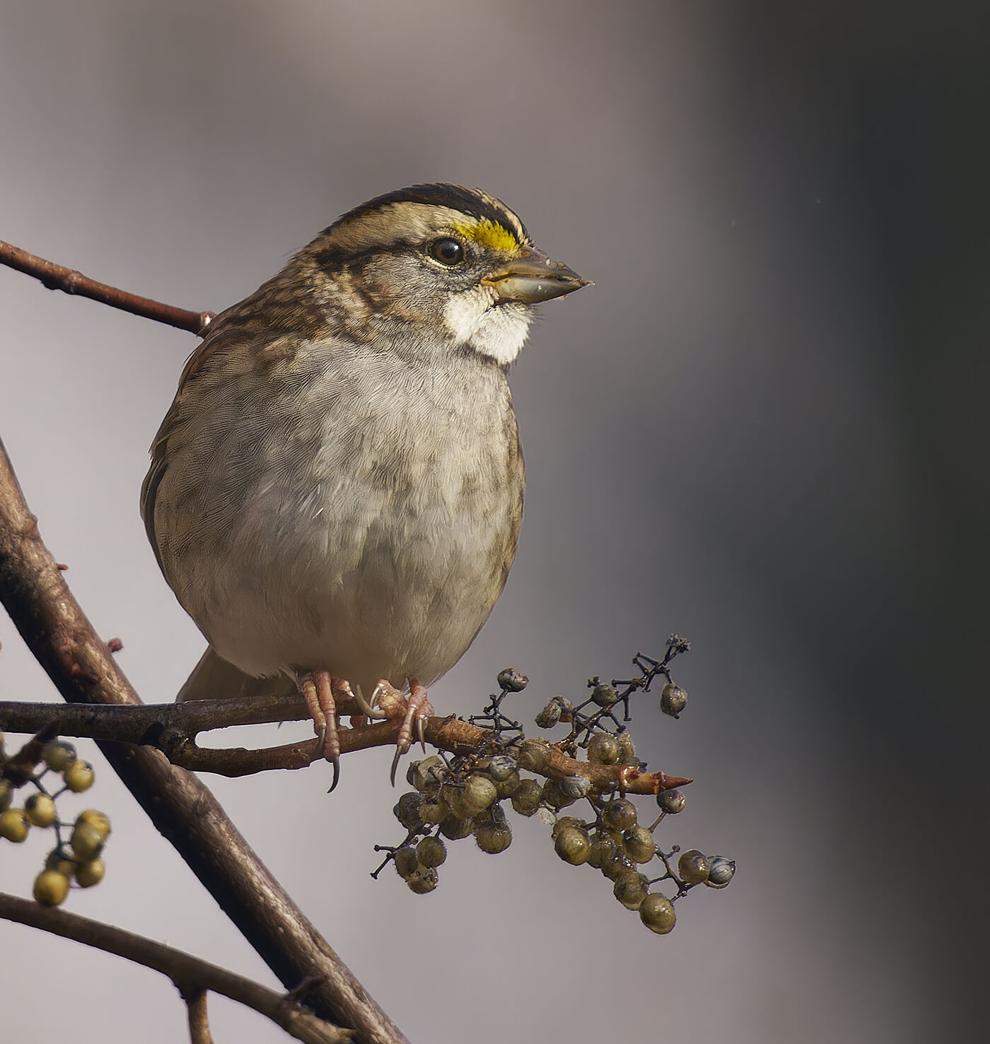 With white-throated sparrows, it’s all about the head stripe | On the ...