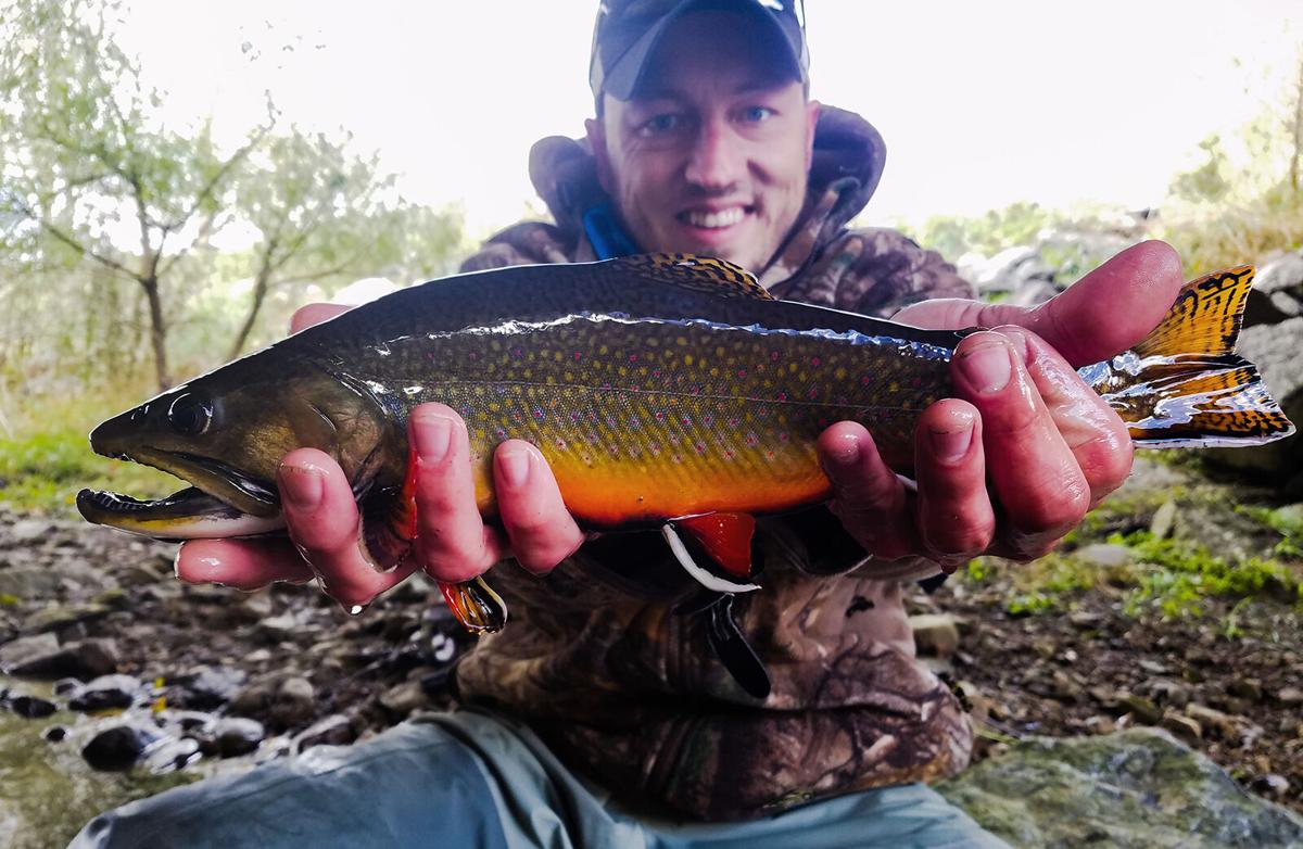 Brook trout revival in West Virginia bucks the trend | Wildlife ...