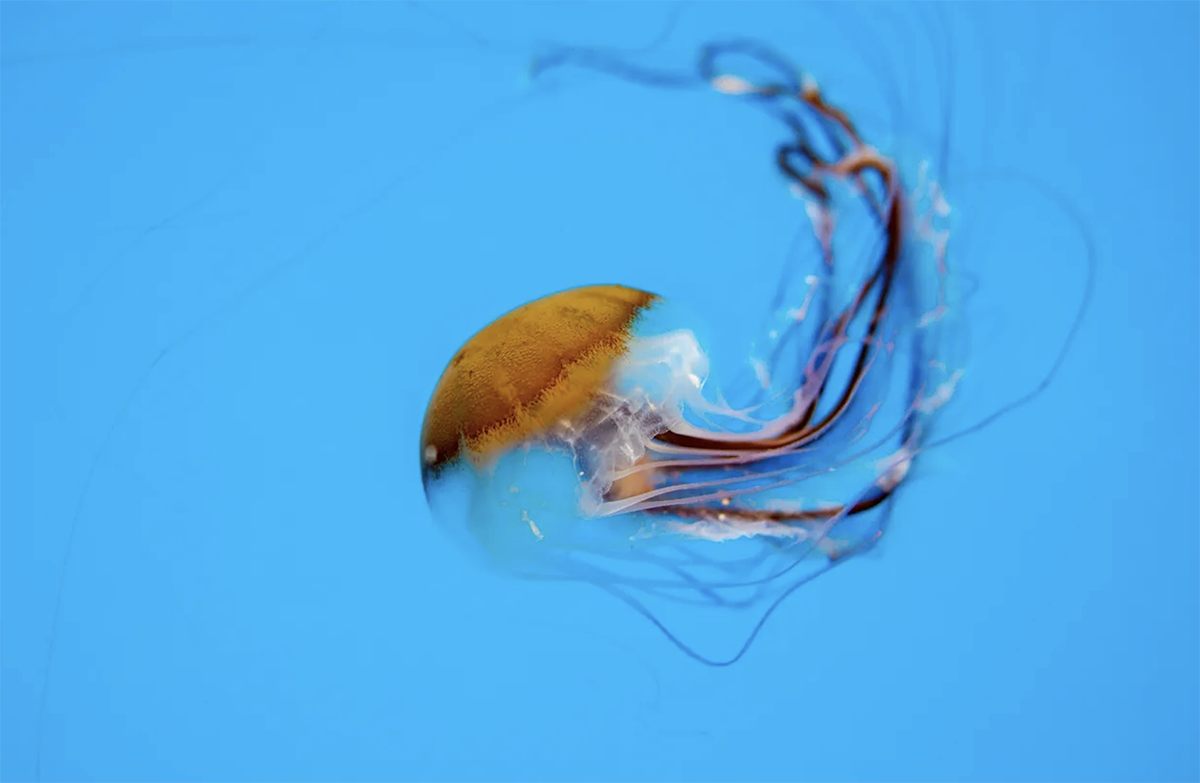 That nettlesome jellyfish, the sea nettle | Chesapeake Challenge ...