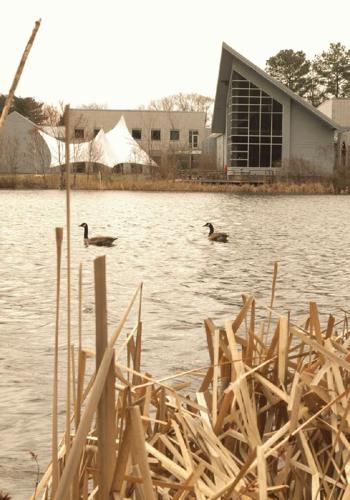 Ward Museum of Waterfowl Art carving out new niches for visitors ...