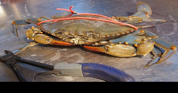Virginia moves to end 16-year ban on dredging for crabs during winter ...