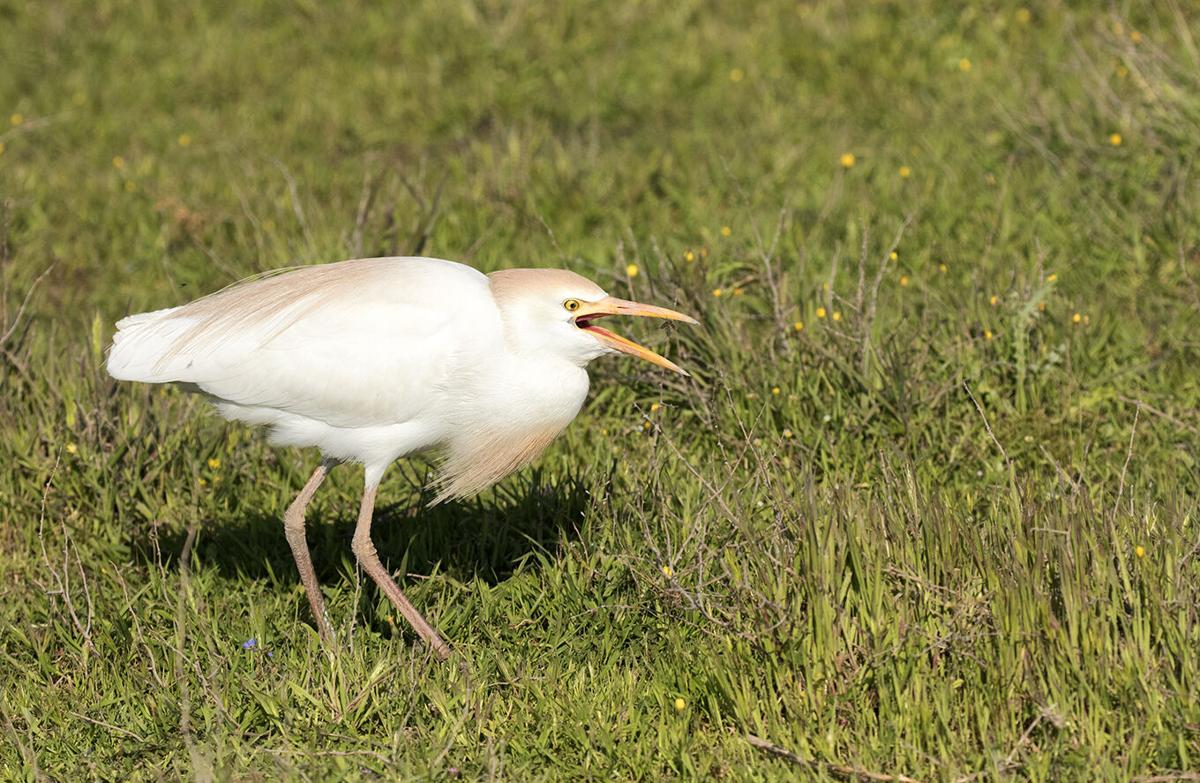 cattle egret