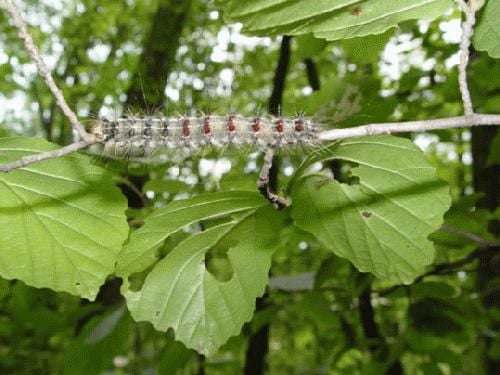 Gypsy moths taking bite out of Bay watershed's forests | Wildlife ...