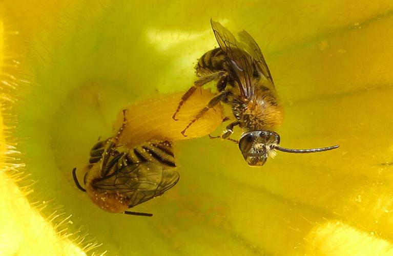 Our bees, native and introduced, are worth defending | Bay Naturalist ...