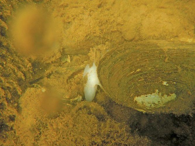 After decades of shellacking, river’s slow return to life showing up in ...