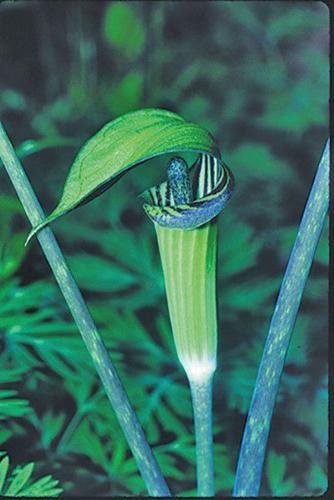 Skunk cabbage, jack-in-pulpit spring up to remind us warm days are ...