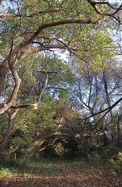 Wye Island is a great place to explore by land, water | Conservation ...