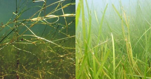 Study crowns widgeon grass as Chesapeake's new top seagrass species ...