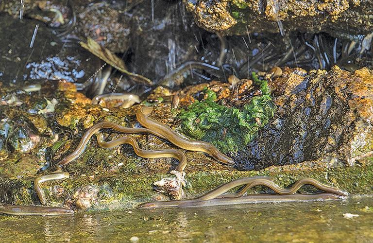 Exelon agrees to $200 million settlement for impact of Conowingo Dam ...