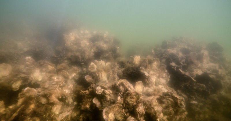MD changes plans, picks Manokin River for oyster restoration effort ...