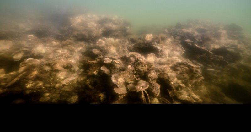 MD changes plans, picks Manokin River for oyster restoration effort ...