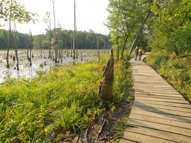 At Calvert Cliffs, visitors look forward to encountering sharks’ teeth ...