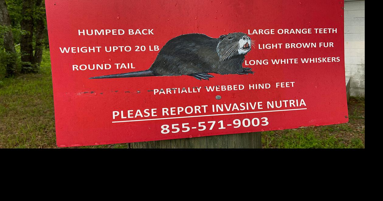 Nutria sign | | bayjournal.com