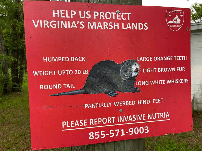 ‘We know they’re here' – on the hunt for invasive nutrias in Virginia ...