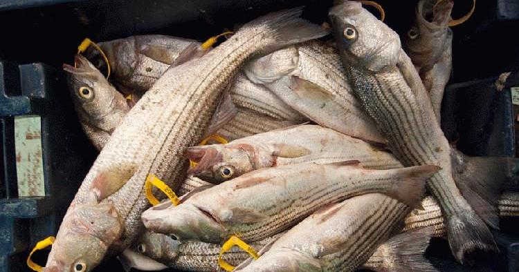 Tons of poached fish forces MD DNR to close striped bass fishery ...