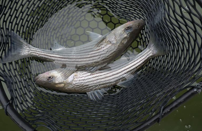 New striped bass fishing curbs eyed amid poor spawning in Chesapeake ...