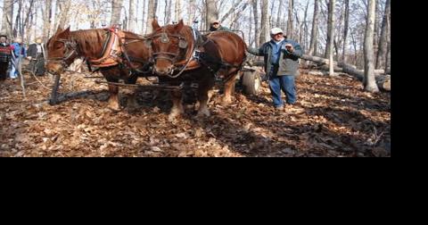 celtic horse logging