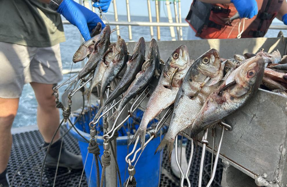 Menhaden research receives federal funding, but advocates want action ...