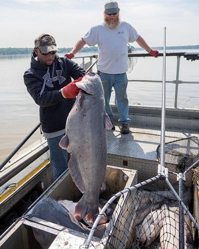 Maryland, Virginia try to boost blue catfish harvest, with mixed ...