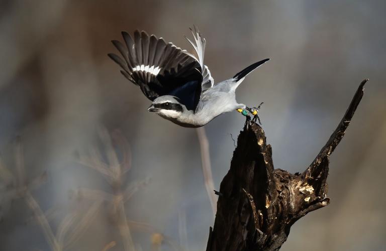 Increasingly rare ‘butcherbird’ makes an appearance in Maryland ...